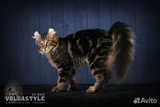 Забавные ушки-завитушки