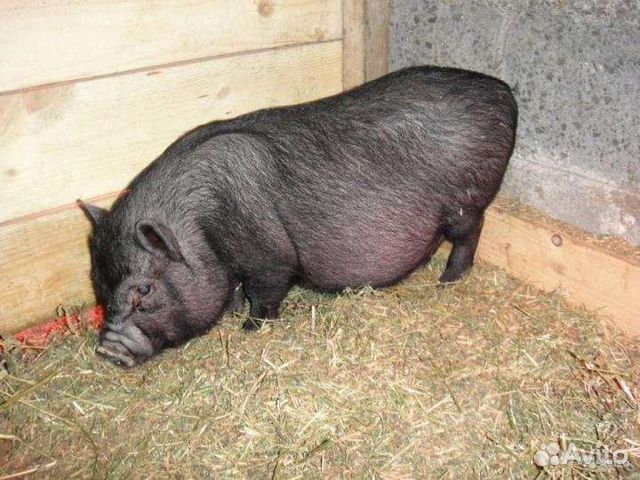 Вьетнамский вислобрюхий хряк