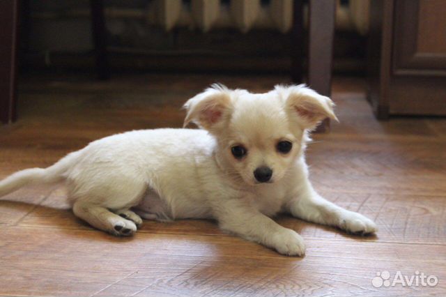 Мальчик чихуа