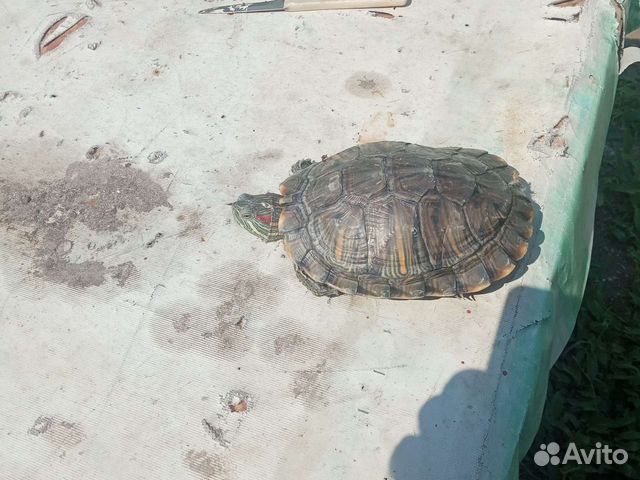 Красноухая черепаха