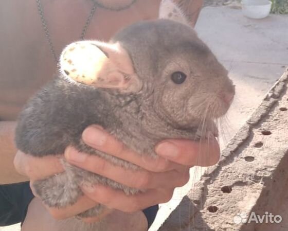 Шиншилла бежевая