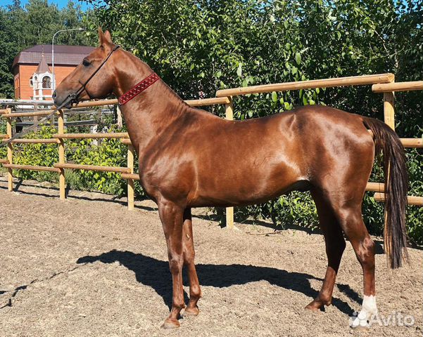 Ахалтекинский жеребец