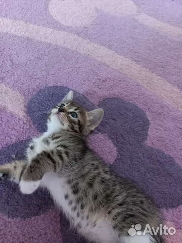 Бенгальская кошка