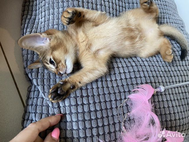 Абиссинский котенок мальчик