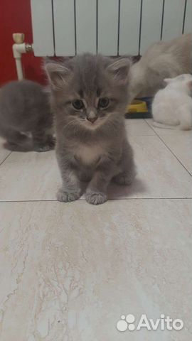 Котята от шотландской вислоухой мамочки