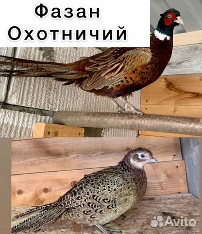 Фазан охотничий пара