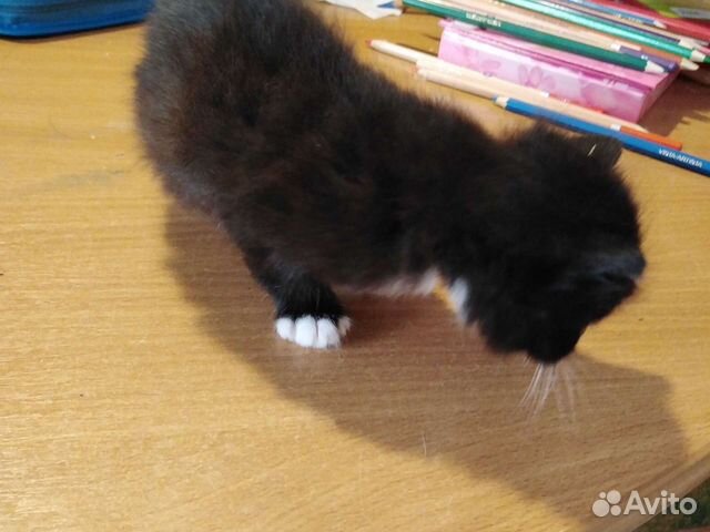 Котята