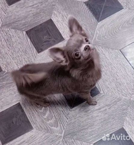 Чихуахуа мини мальчик