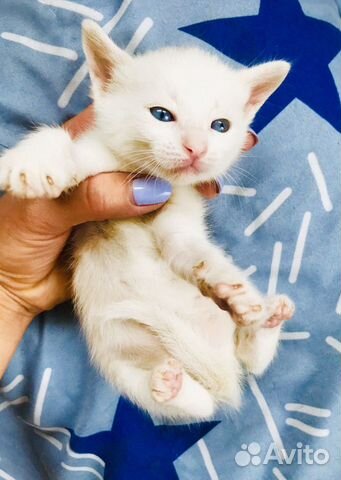 Котенок