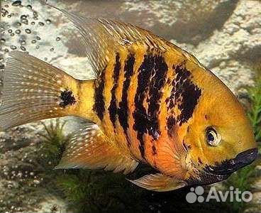 Цихлазома Бокурти Cichlasoma bocourti