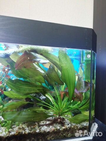 Аквариумное растение Эхинодорус