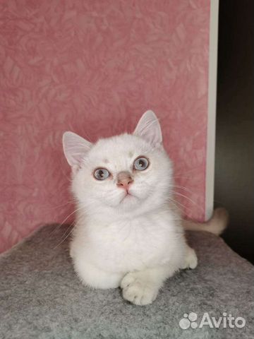 Шотландский мальчик с документами