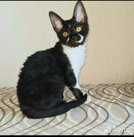 Котята Девон-Рекс необычные кучерявые эльфы