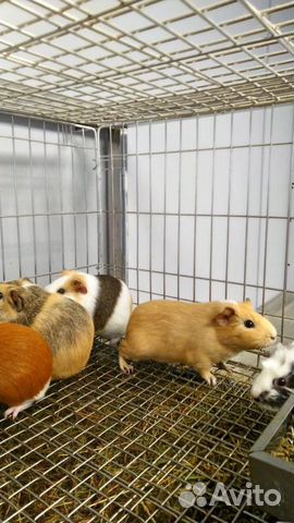 Морские свинки