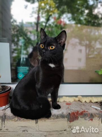 Кошечка в добрые руки