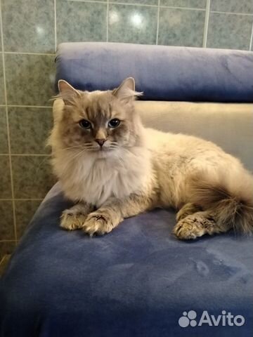 Невский маскарадный кот вязка