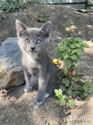 Котята в дар