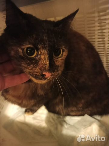 Юная кошечка Ласкуша