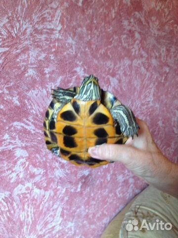 Черепаха и большой аквариум