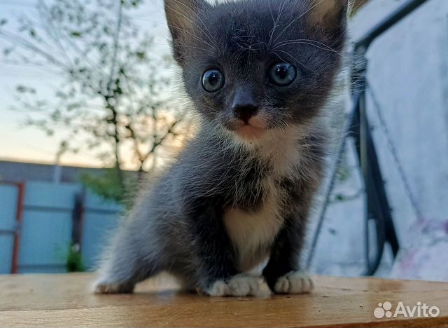 Котенок-герой