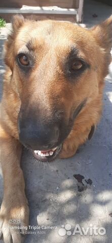 Отдам даром щенков немецкой авчарки