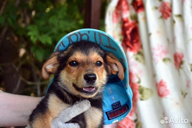 Собака-улыбака в хорошую семью