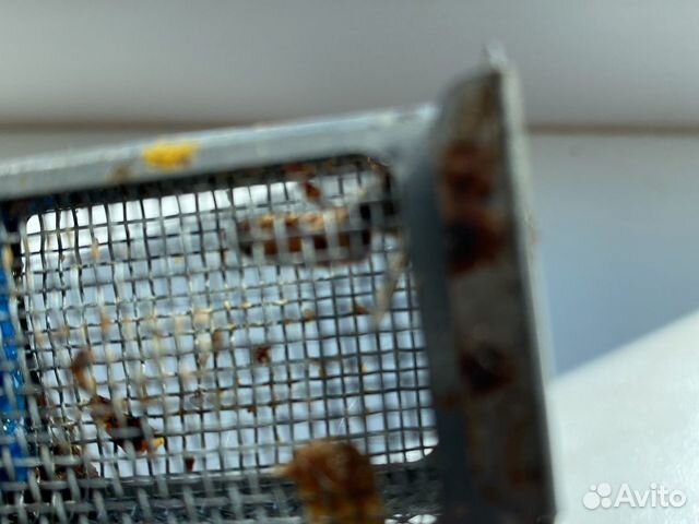 Пчеломатка