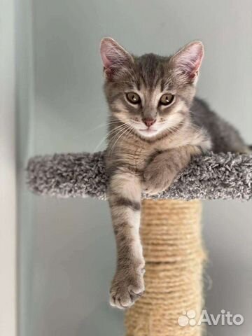 Серый котенок мальчик в дар 2,5 мес