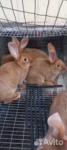 Кролики бургундские
