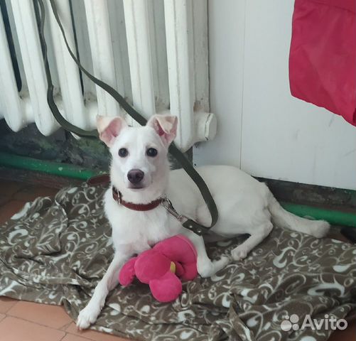 Белый щенок ищет дом