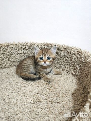 Сказочной красоты котёнок - скоттиш страйт ny 24