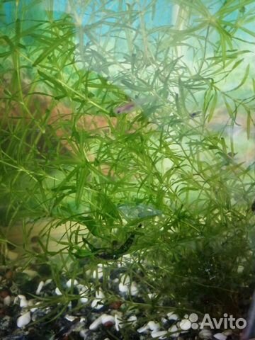 Аквариумное растение
