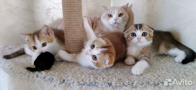 Котята
