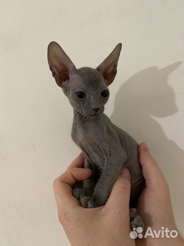 Донской - Канадский сфинкс