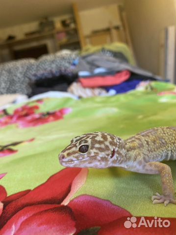 Эублефар самец