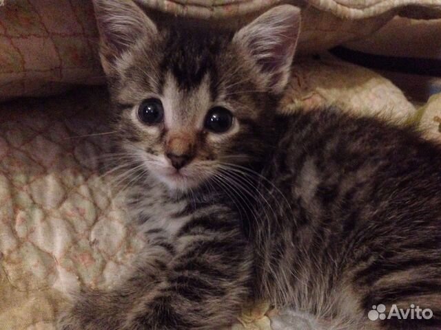 Котенок 1,5 месяца