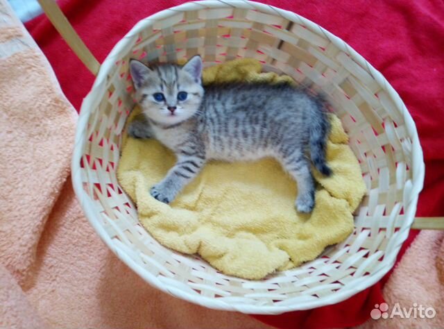 Котята бриташки-очаровашки