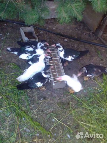 Утята индоутки