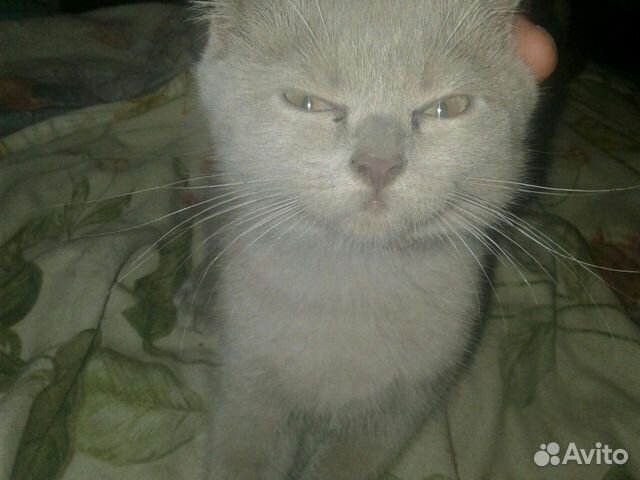 Кот