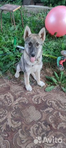 Восточноевропейская овчарка