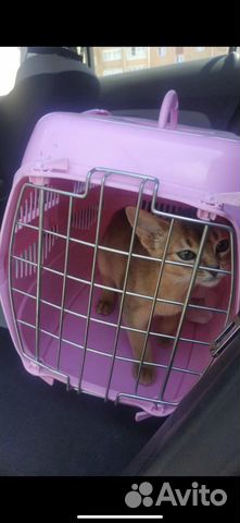 Абиссинские котята