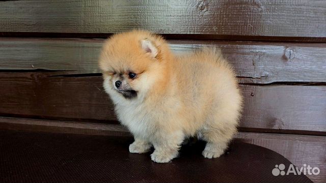 Померанчик малыш