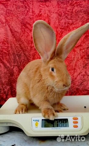 Крол на племя