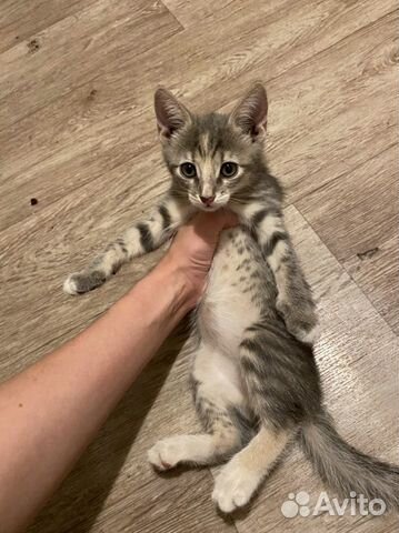 Кошка