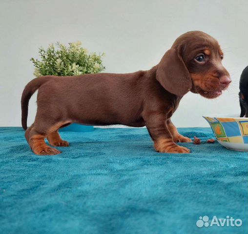 Карликовая такса