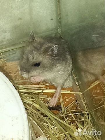 Джунгарский хомяк