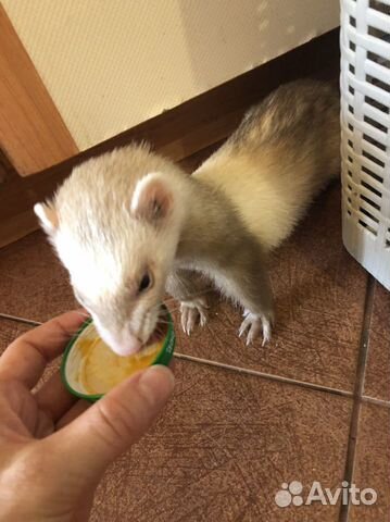 Хорек самка