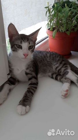 Кошка