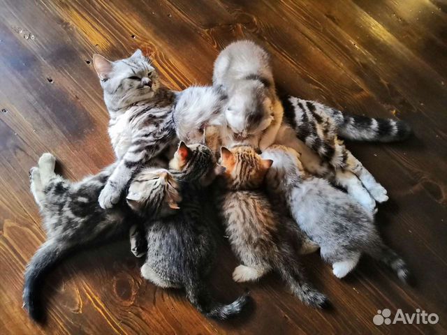 Шотландские фолд и страйт котята