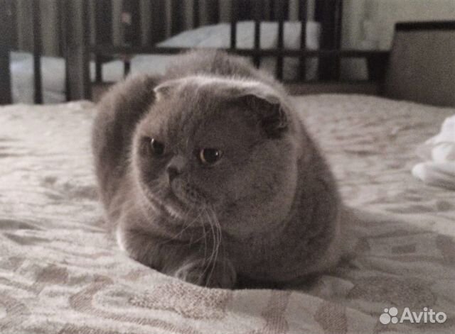 Кошка британка в дар